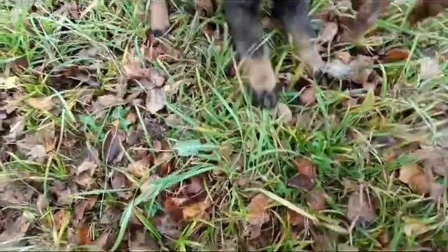 Валдай с Красных Прудов 2 мес