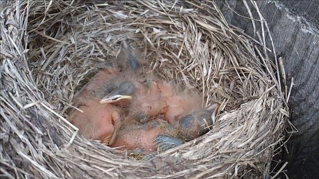 Репортаж из гнезда дроздов | Птенцы вылупились из яиц