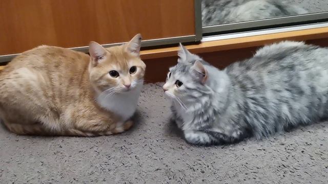Котики (ч.4) Гектор и Лапочка, Люк и Лея с Татьяной Пивкиной
