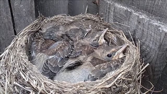 Репортаж из гнёзд дроздов. Часть 2