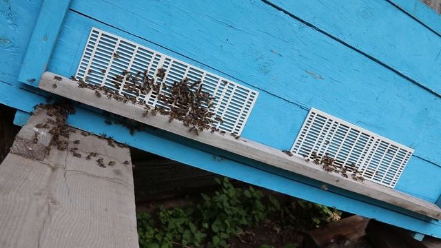 Как заселить пчёл в борть