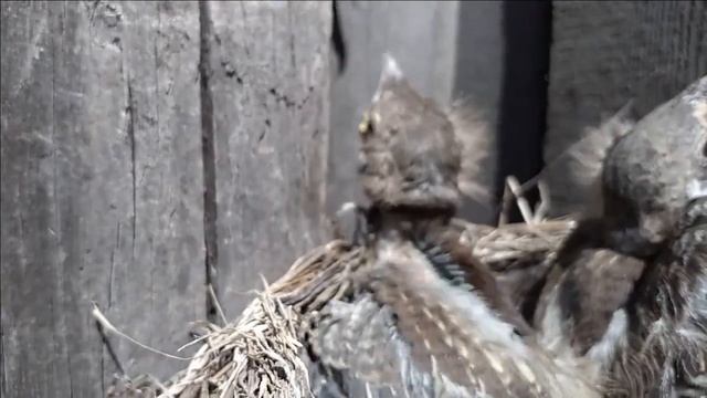 Репортаж из гнезд дроздов часть 3. Видео для созерцания и блаженства.