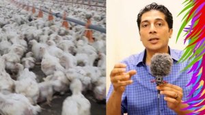 أفضل حل لمشكلة رطوبة الفرشة فى مزارع الدجاج