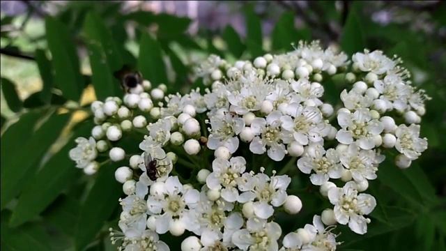 Варган слушать 10 мин | Веселая пчела. Шаманская музыка