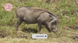 WILDEST ANIMAL MOMENTS.  #safari #warthog #maasaimara #savannah #wildlife #wildlifeanimals #wild