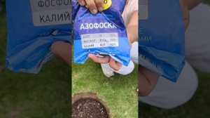 Сажаем однолетние черенки метельчатой гортензии в открытый грунт.