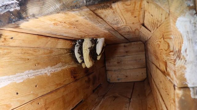 Что построили пчёлы в борти за 45 дней