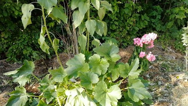 Кабачки на кустах. Как растут и пушистая  Гостья. Татьяна Пивкина