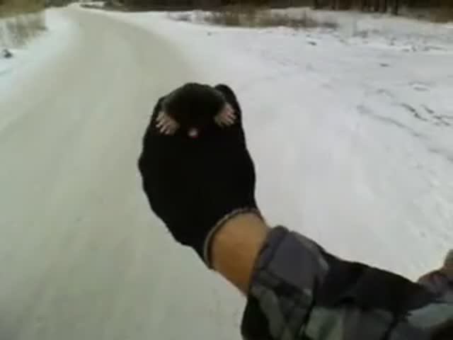 крот