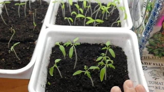Томаты (ч.6),  8 день после посева. КАК ПОЛИВАТЬ. Татьяна Пивкина