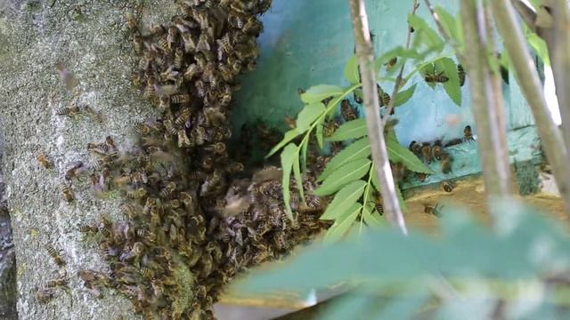 Рой. Пчёлы прилетели на усадьбу. Роение