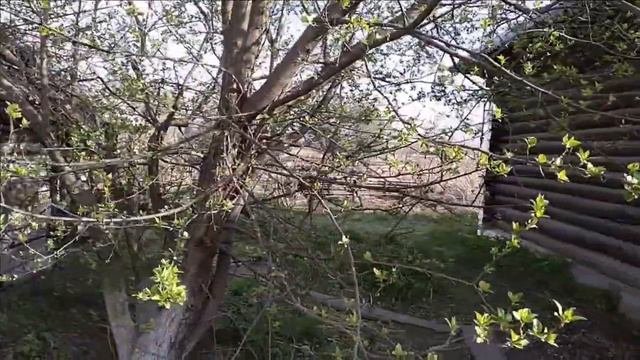 Гнёзда дрозда перемены | Весна в деревне