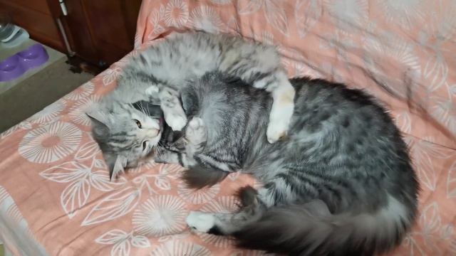 Котики (ч.3)  Лея и Лапочка с Татьяной Пивкиной
