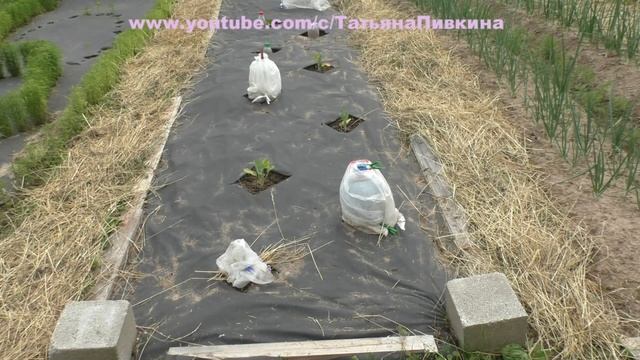 Обзор моего огорода 19 июня. Арбуз (ч.7), Дыня (ч.6) с Татьяной Пивкиной