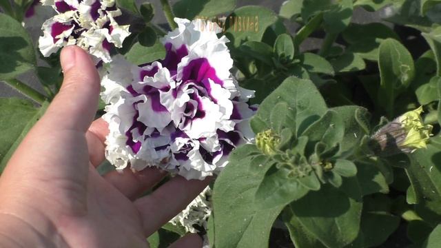 #ПЕТУНИЯ на грядке цветёт,  июнь с #ТатьянойПивкиной.