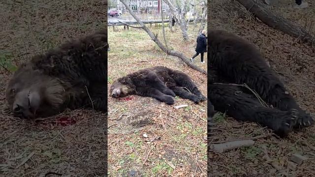 В город Петропавловск-Камчатский вышел медведь.