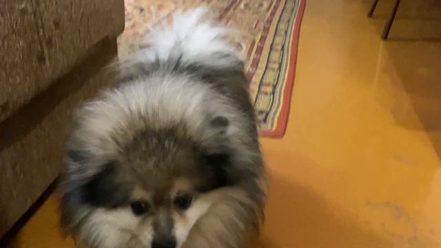 Шпиц Маркус никуда не отпускает из дома | Marcus the Pomeranian does not let go anywhere from home