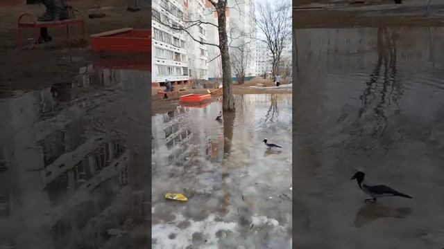 Ворона купается в луже #shorts #приколы #птицы #birds