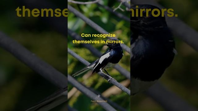 Avian Self-Awareness Unveiled: How Birds Recognize Themselves