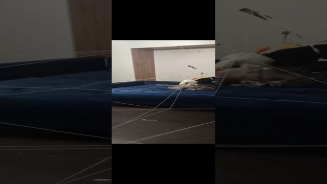 кошка в паутине