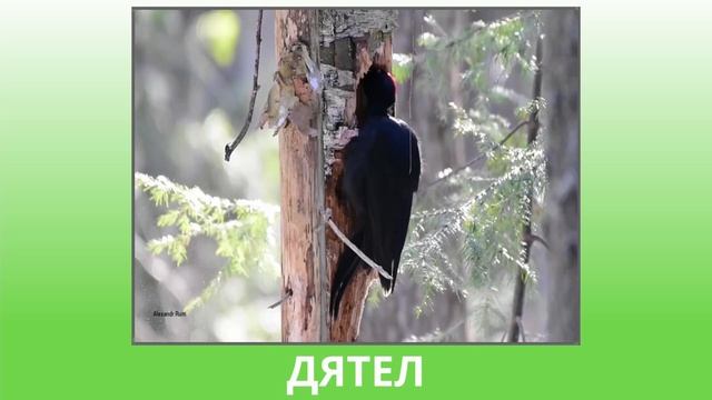 Птицы 2