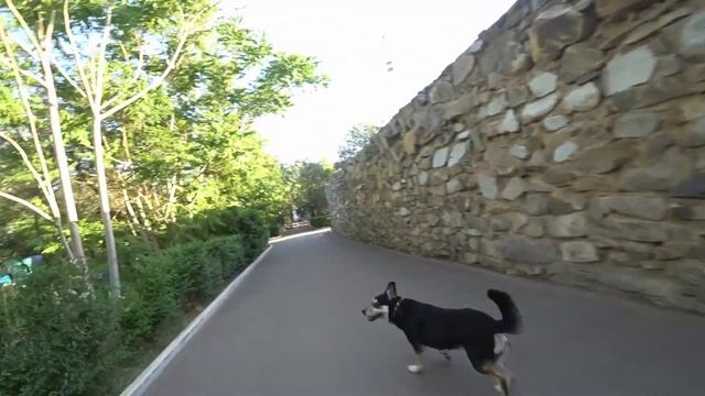 Наши забавные животные.