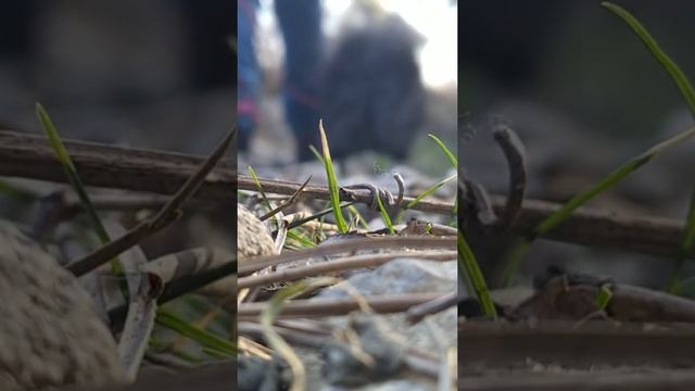 Померанский шпиц на прогулке ,социализация Померанского шпица