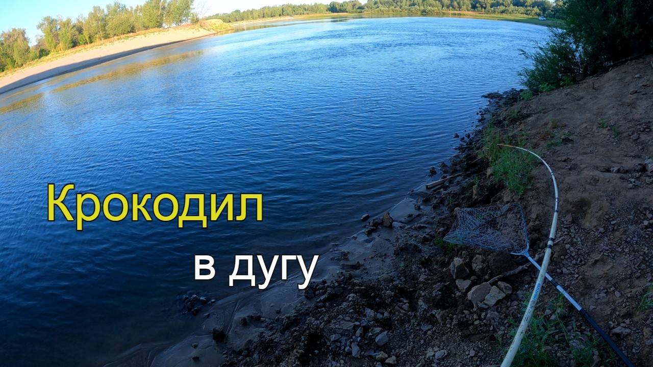 Бешеный клев рыбы. САЗАН гнет крокодилы как тростинки, а ЧЕХОНЬ не дает передохнуть.