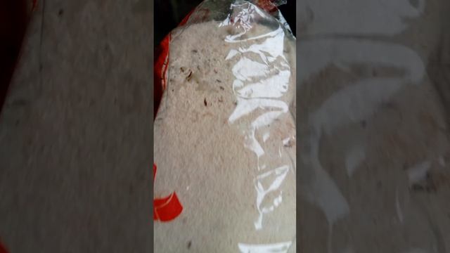 маночные паразиты искусали меня