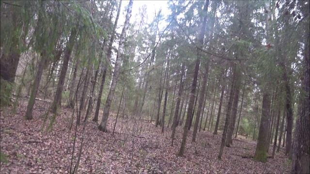 Охота на зайца с русской гончей Звонкой 28.10.24г. Надеюсь, что заполевали знакомого "академика".