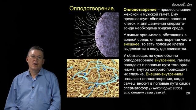 Дубынин В.А. - 100 часов школьной биологии - 2.14. Гаметогенез и оплодотворение.Эмбриогенез (начало)