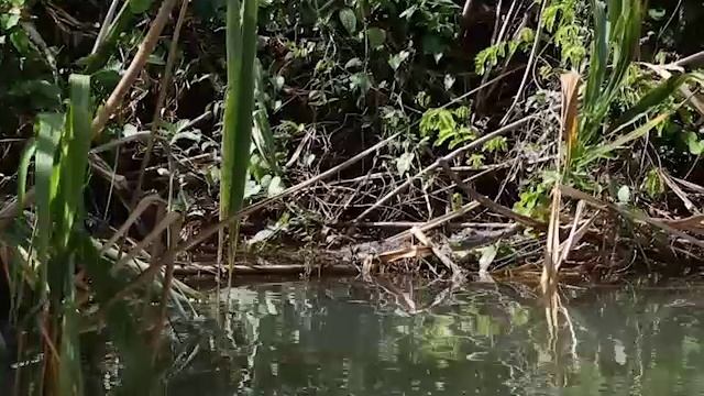Animals_Belize_beehive4-culture-video-unit-1