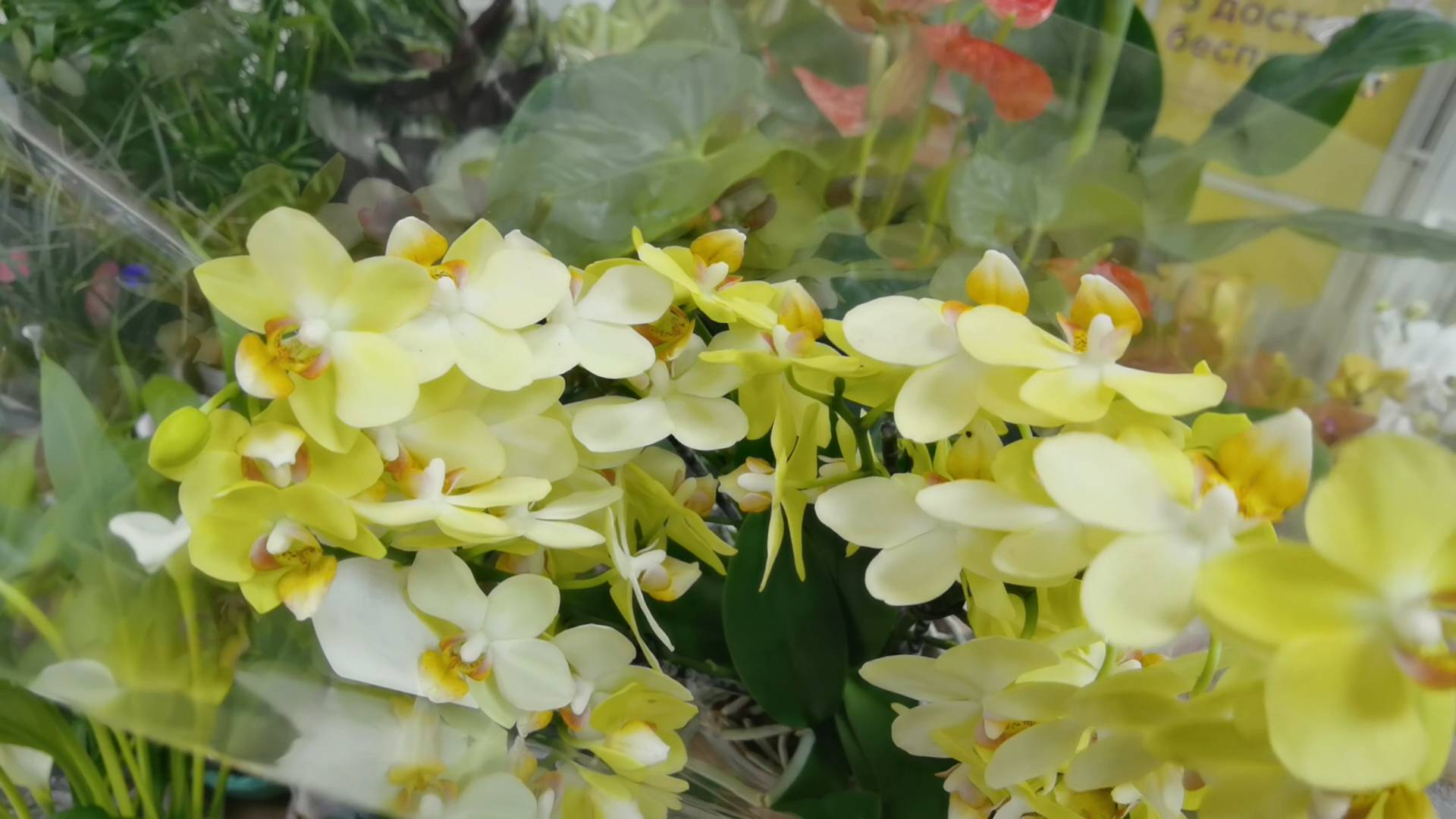 Орхидеи в Гипермаркетах. Что нам привезли.