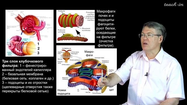 Дубынин В. А. - 100 часов школьной биологии - 1.11. Почки, выделение