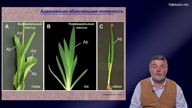 Чуб В.В. - Молекулярная генетика развития растений - 8. Морфогенез листа