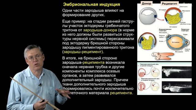 Дубынин В.А. - 100 часов школьной биологии - 2.15. Эмбриогенез