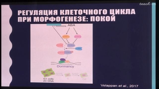 Лабунская Е.А. - Рост и развитие растений - 1. Основные понятия. Клеточные механизмы роста растений