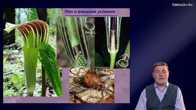 Чуб В.В. - Молекулярная генетика развития растений - 12. Эволюция пола у растений