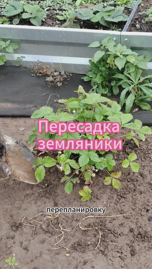Пересадка клубники и земляники осенью #земляника #shorts