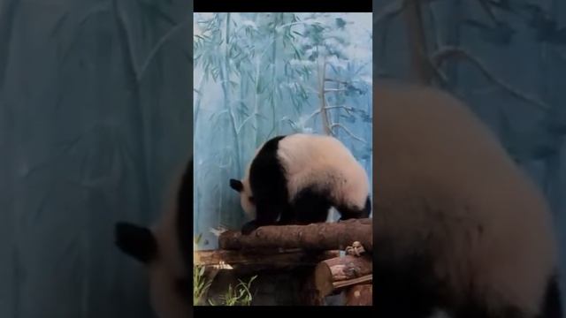 Из жизни Катюши и других панд Московского Зоопарка