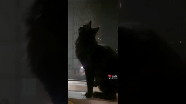 котики милашки.