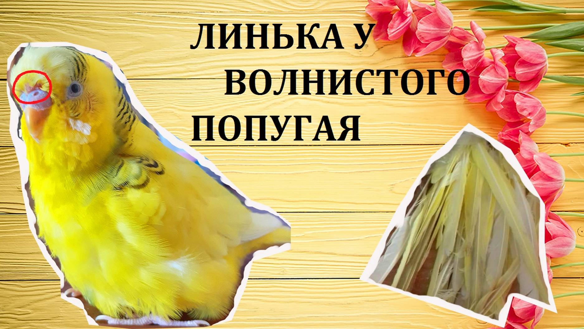 ОСЕННЯЯ ЛИНЬКА  у Волнистых Попугаев! Линька у попугая. Всё о линьке у попугаев.