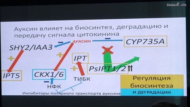 Лабунская Е.А. - Рост и развитие растений - 7. Регуляция цитокининового сигнала. Эффекты цитокининов