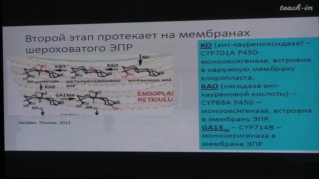 Лабунская Е.А. - Рост и развитие растений - 8. Функции цитокининов. Гиббереллины