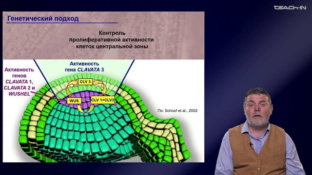 Чуб В.В. - Молекулярная генетика развития растений - 7. Функционирование апикальных меристем