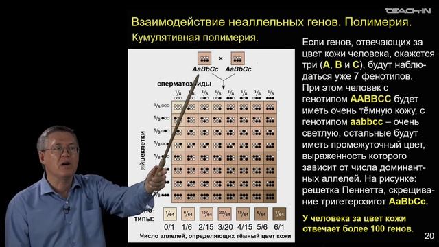 Дубынин В.А. - 100 часов школьной биологии - 2.20. Полимерия. Эпистаз