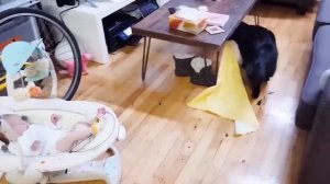 Смешные кошки и дети.Веселое видео))