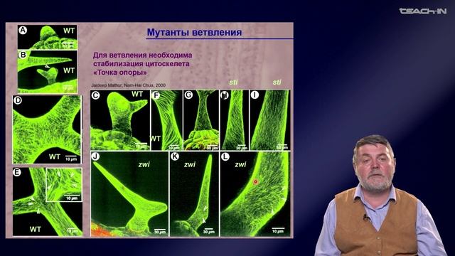 Чуб В.В. - Молекулярная генетика развития растений - 9. Дифференцировка клеток эпидермиса