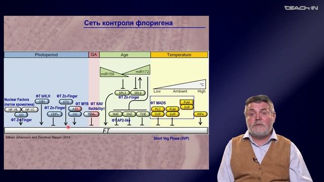 Чуб В.В. - Молекулярная генетика развития растений - 10. Морфогенез цветка