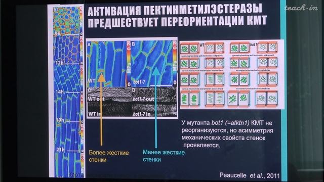 Лабунская Е.А. - Рост и развитие растений - 2. Ауксины